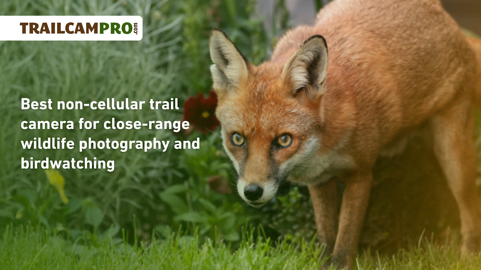 Best non-cellular trail camera for close-range wildlife photography an